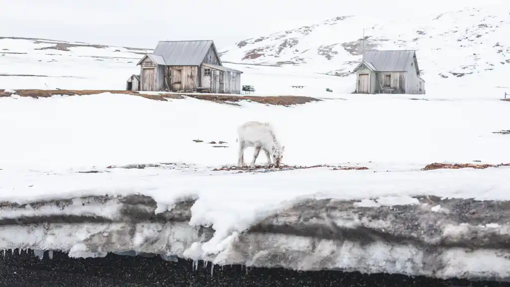 Svalbard Wilderness Expedition - Natural World Safaris