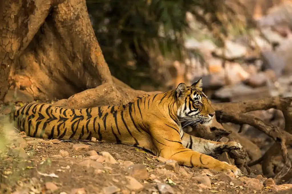 The Top Ten Animals to see in India - Natural World Safaris