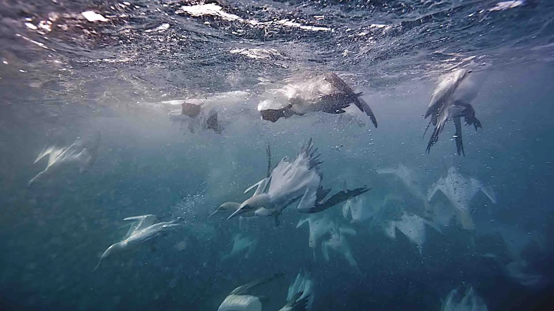 The Great Sardine Run - Natural World Safaris