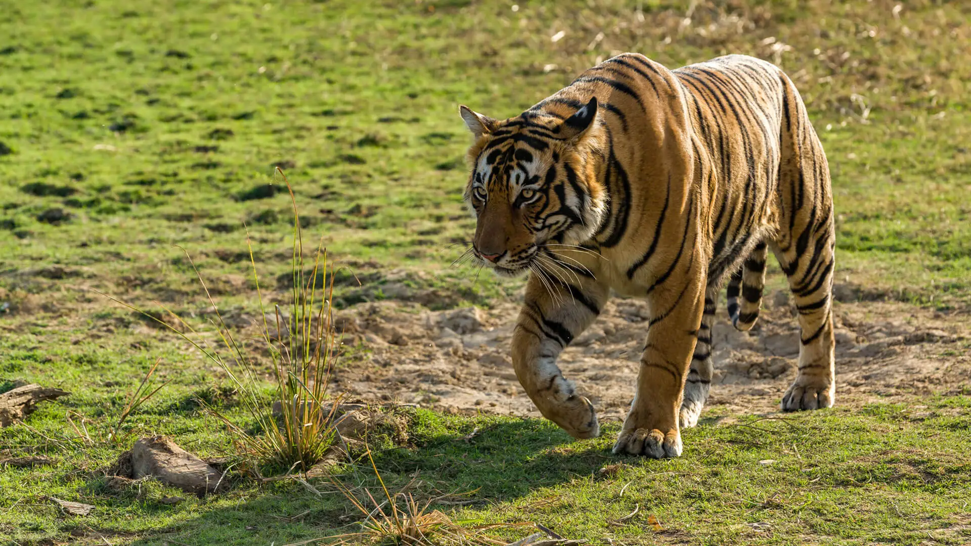 The Top Ten Animals to see in India - Natural World Safaris