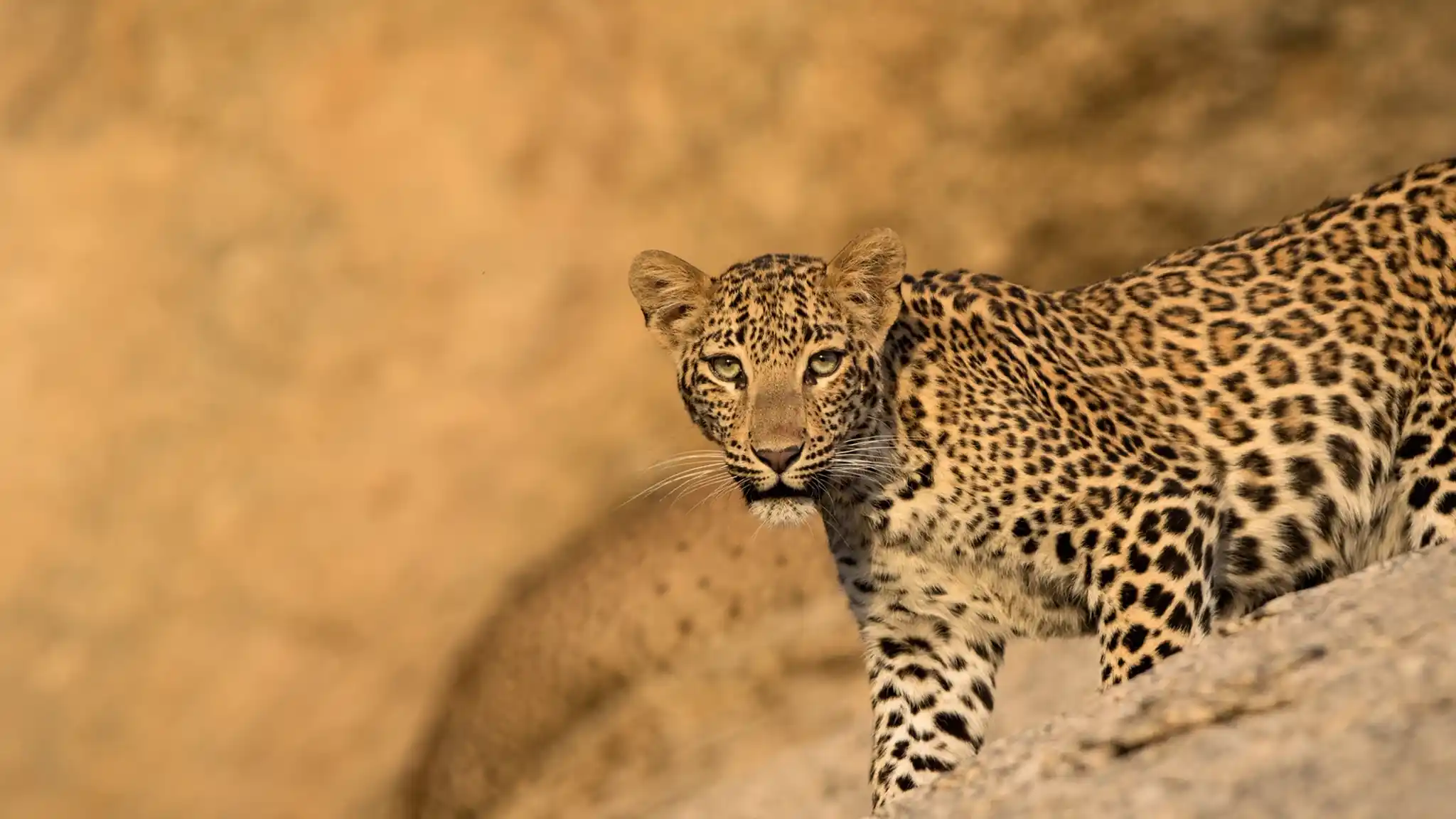 Leopard & Tiger Wildlife Safari - Natural World Safaris