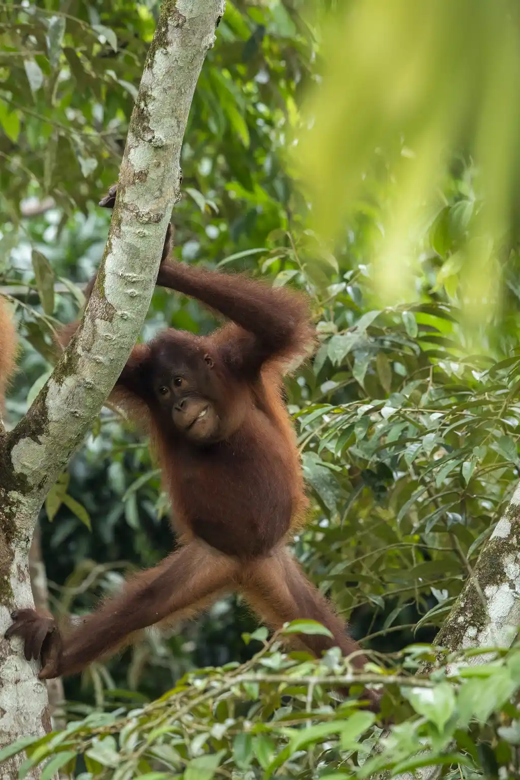 Short Borneo Safari - Natural World Safaris