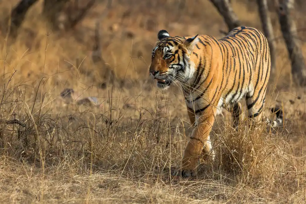 The Top Ten Animals to see in India - Natural World Safaris