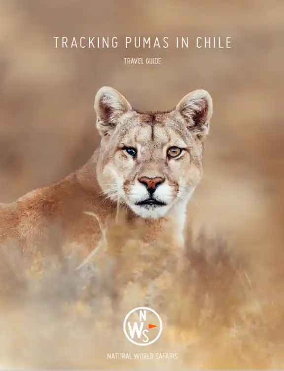 The Complete Guide to Puma Tracking