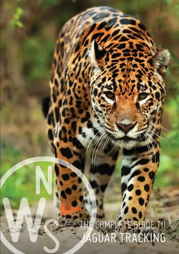 The Complete Guide to Jaguar Tracking