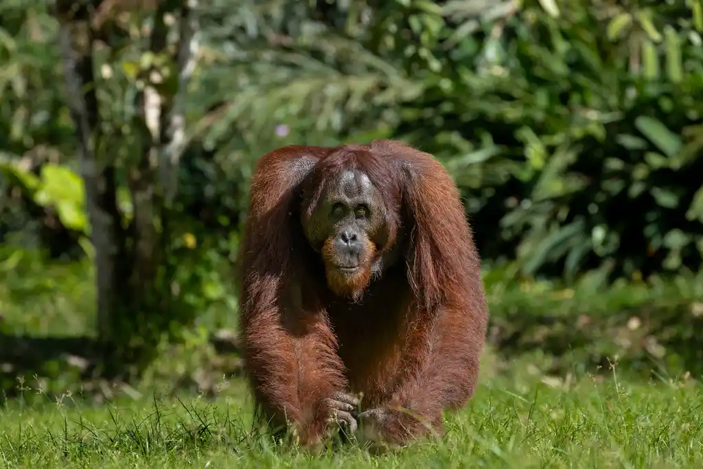 Short Borneo Safari - Natural World Safaris