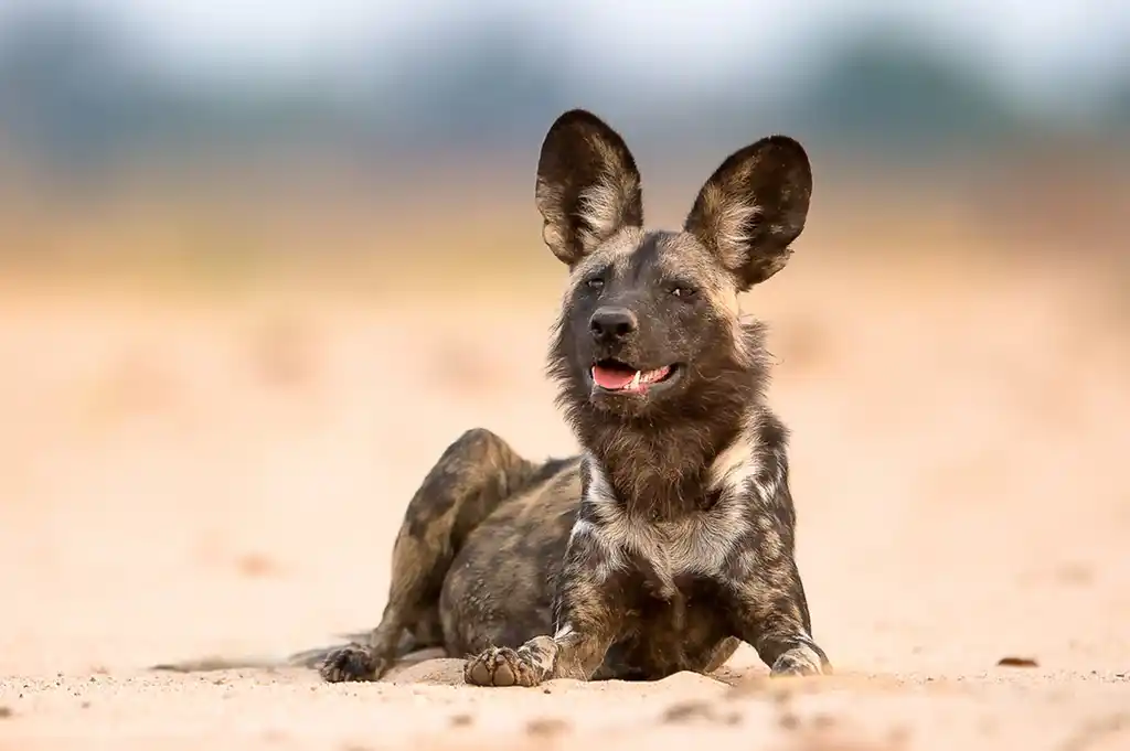 Wilderness & Painted Wolves with Nicholas Dyer - Natural World Safaris